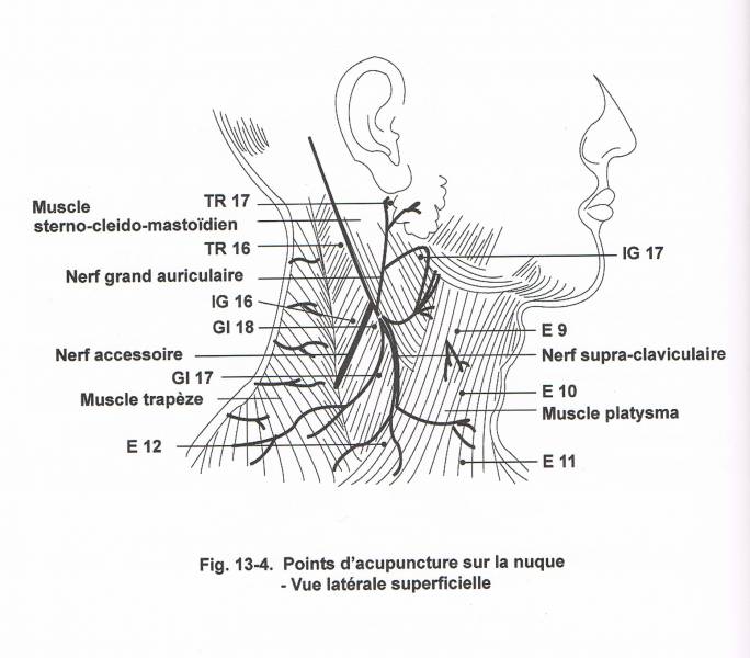 Master tongs acupuncture miriam lee :: crittidisri